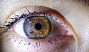 Anatomy of the Eye infographic | Solstice